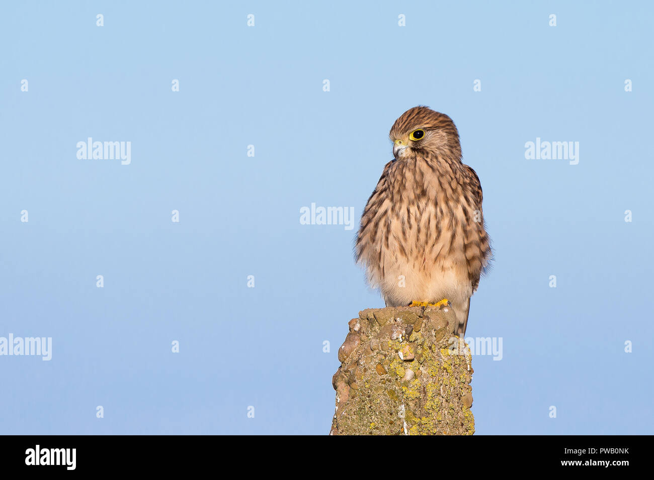 Front view close up of wild UK kestrel bird of prey (Falco tinnunculus ...