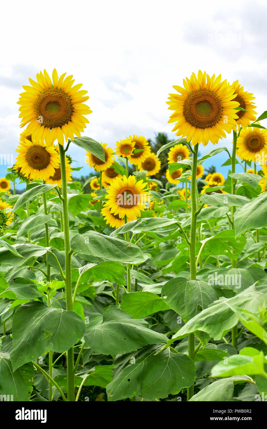 All About Sunflowers Stock Photo - Alamy