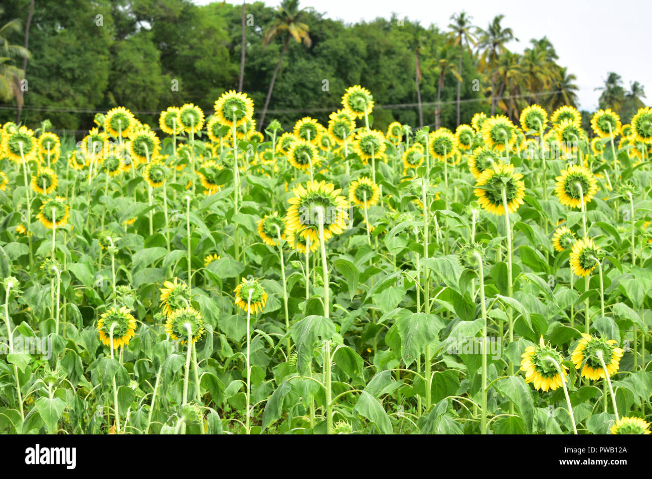 Sunrich Orange Tall Sunflowers Stock Photo - Alamy