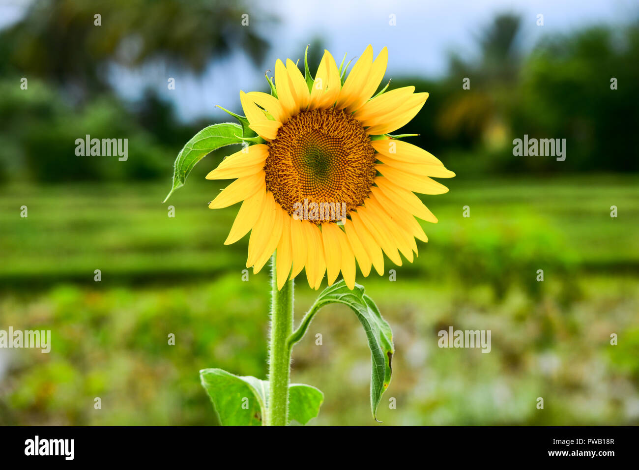 Sunrich Orange Tall Sunflowers Stock Photo - Alamy