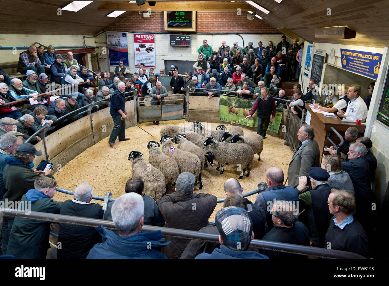 Annual Show and Sale of Dalesbred Draft Ewes, Gimmer Shearlings and ...