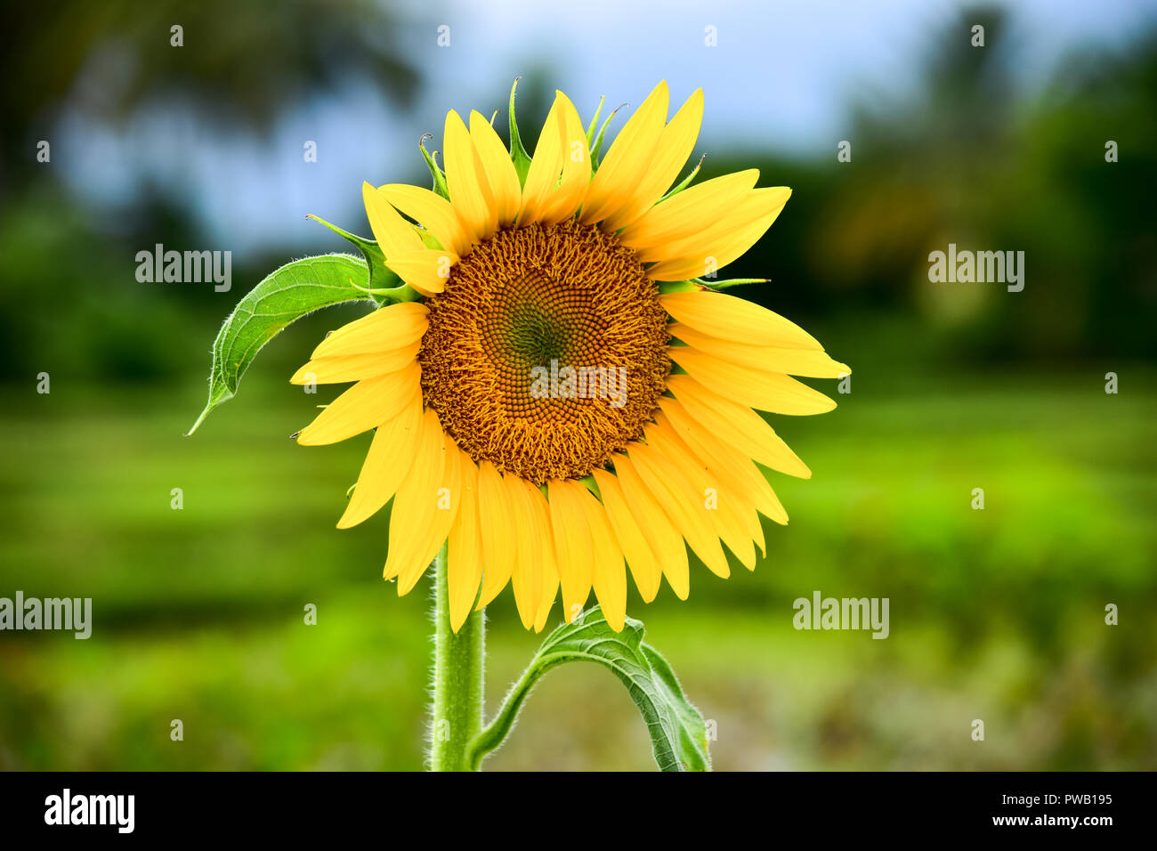Sunspot Sunflower Seeds Stock Photo - Alamy
