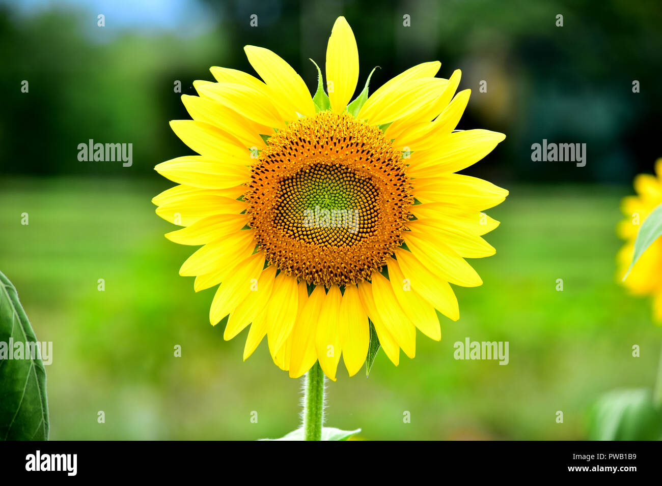American giant sunflower hi-res stock photography and images - Alamy
