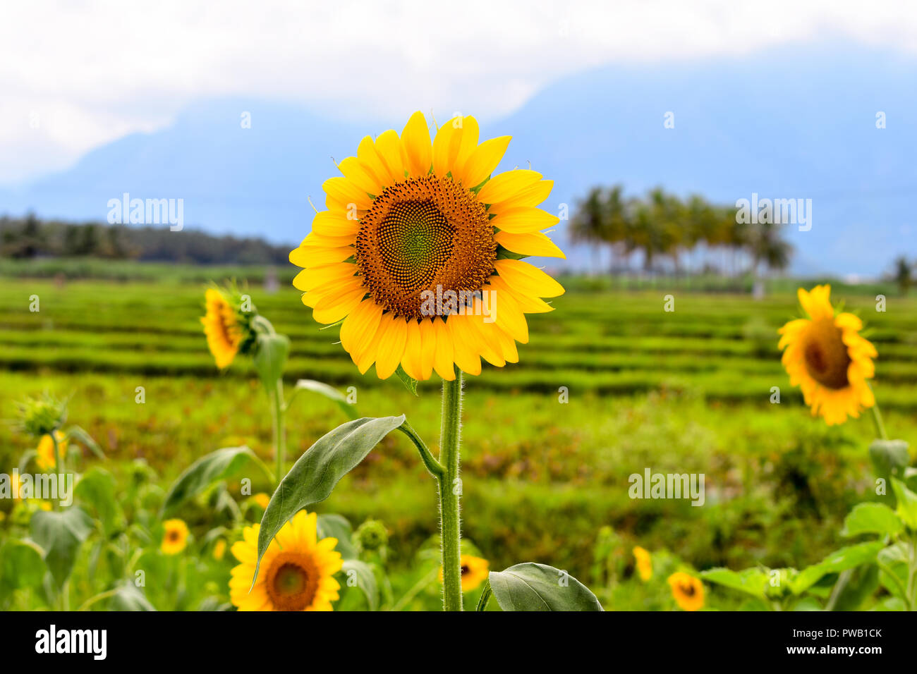 Sunrich Orange Summer Tall Sunflowers Stock Photo - Alamy