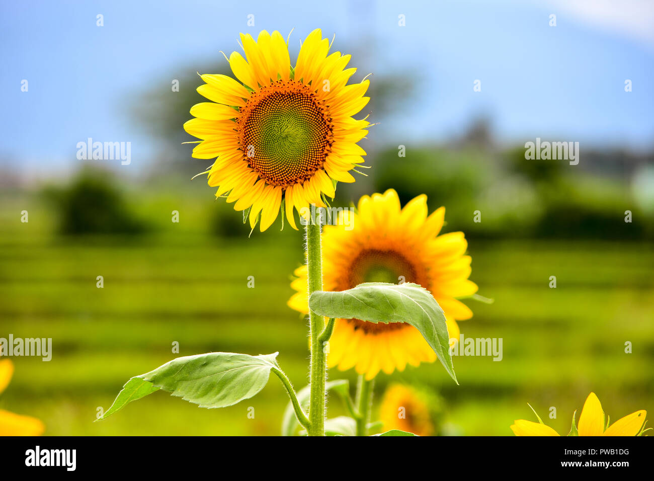 All About Sunflowers Stock Photo - Alamy