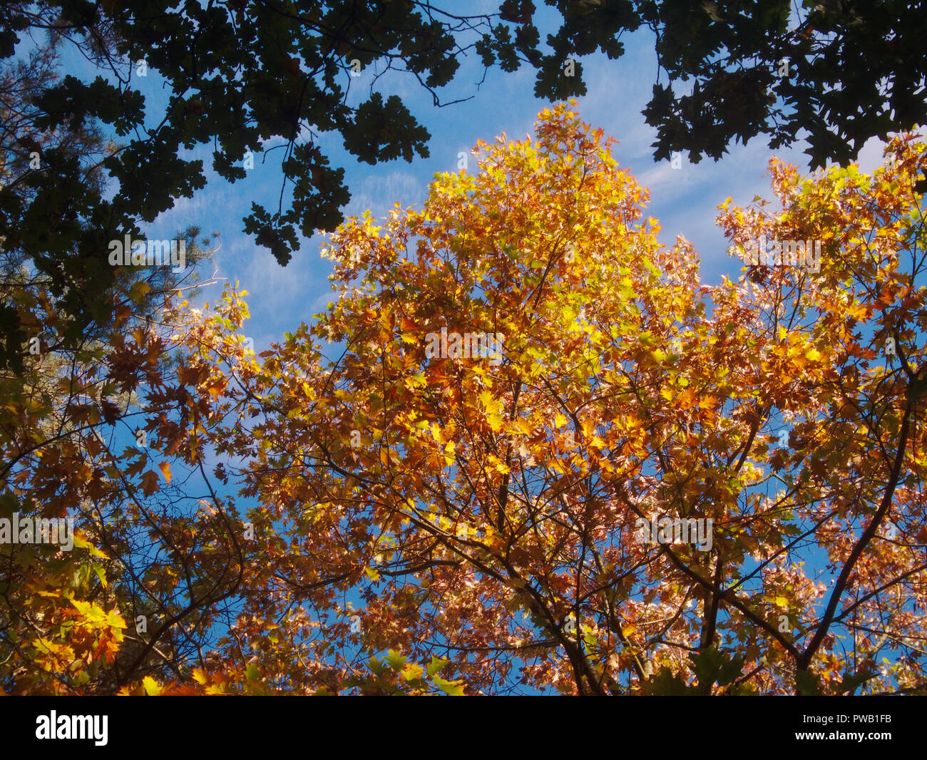 Fall colors in the forest Stock Photo - Alamy