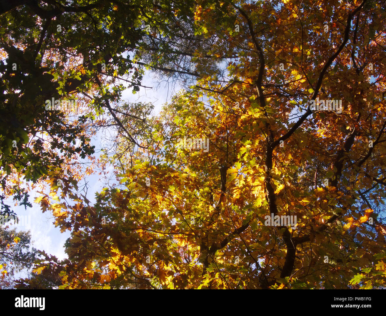 Fall colors in the forest Stock Photo - Alamy