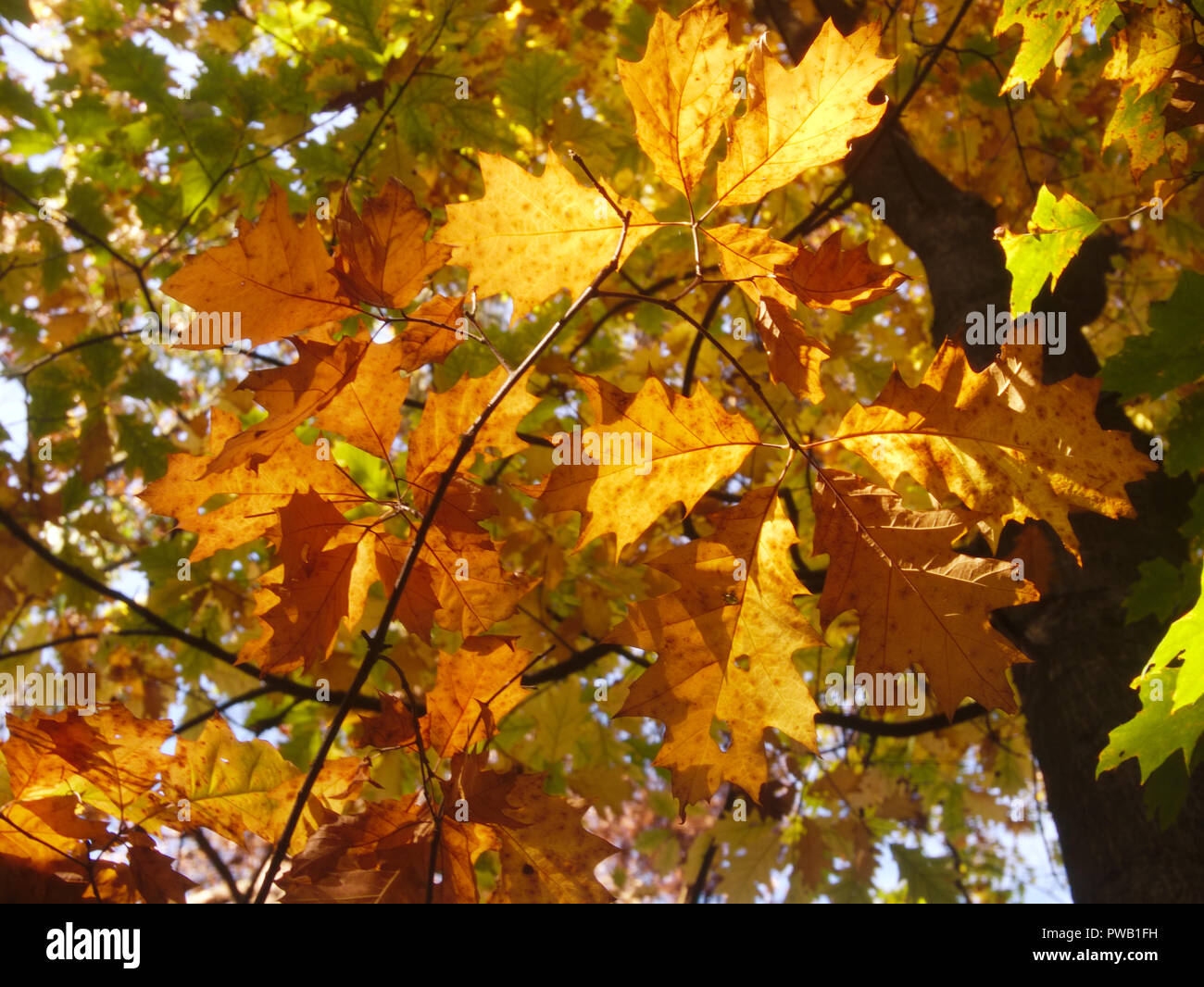 Northern red oak leaves hi-res stock photography and images - Alamy