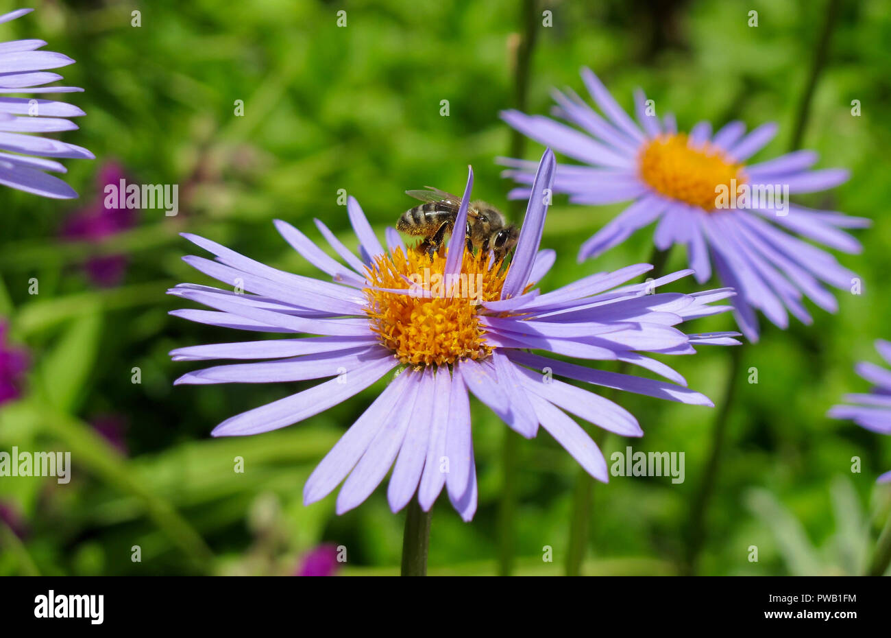 Beautiful bee hi-res stock photography and images - Alamy
