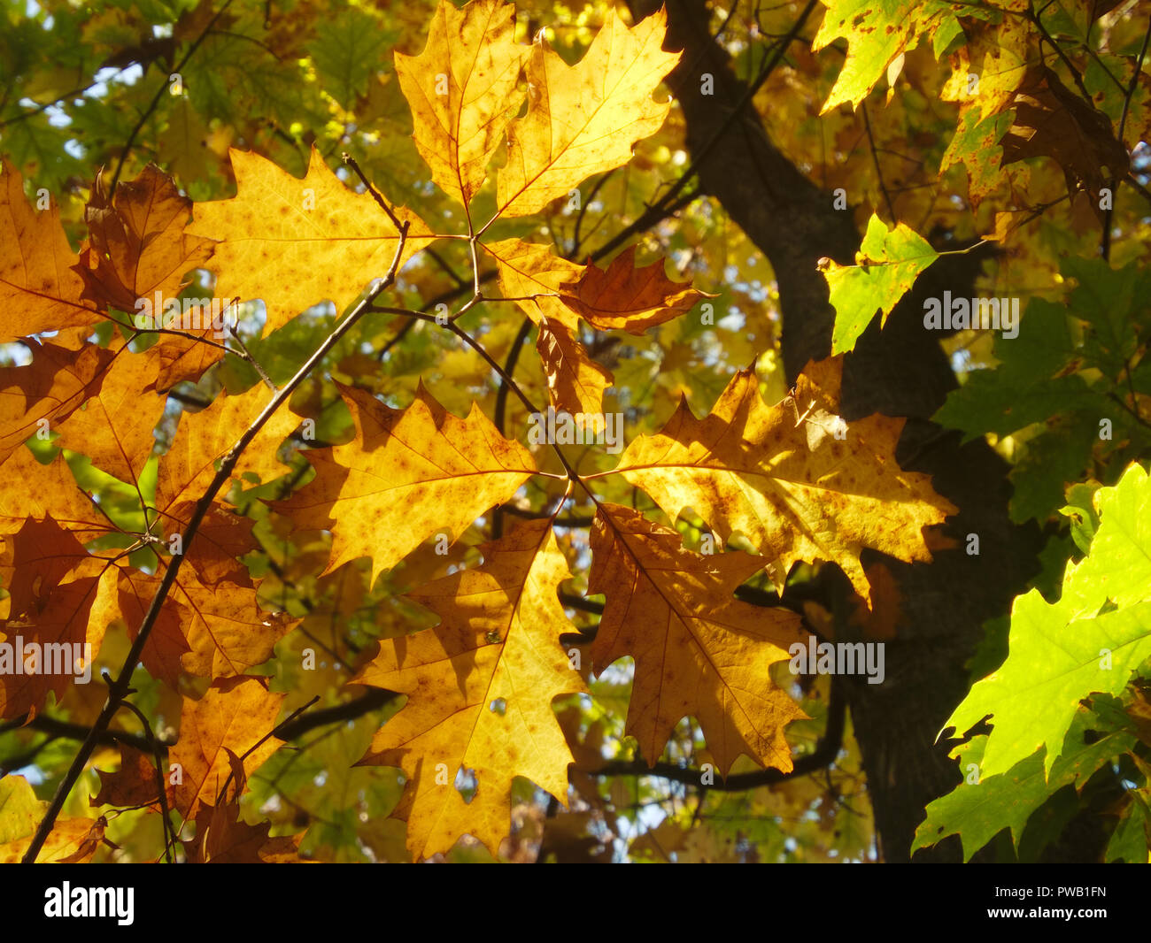 Fall colors on red oak leaves Stock Photo - Alamy