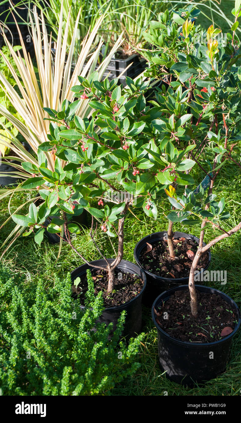 Arbutus unedo strawberry tree hi-res stock photography and images - Alamy