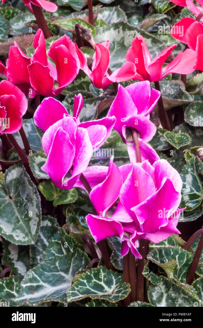 Cyclamen coum in various colours Stock Photo - Alamy