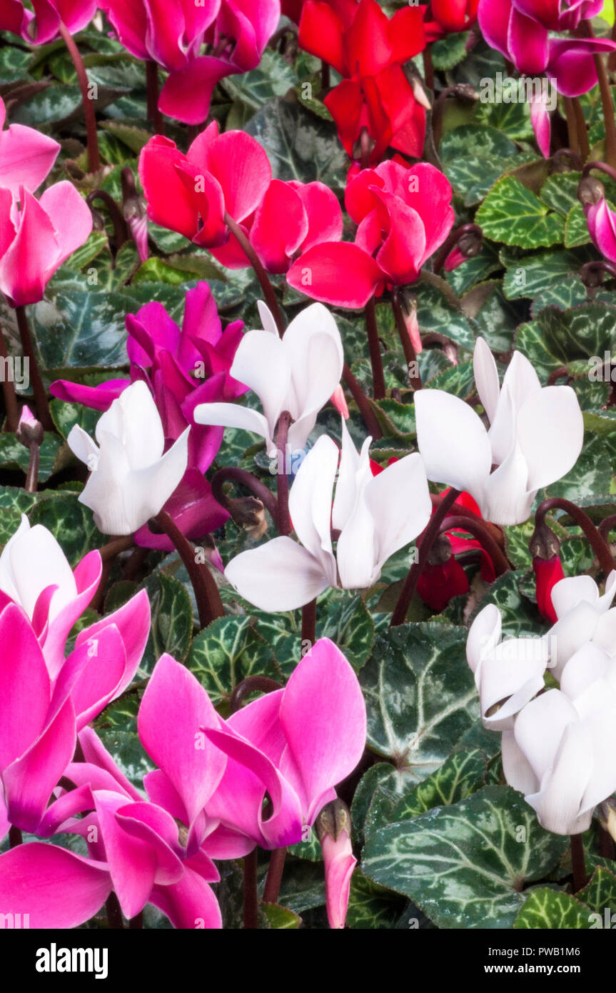 Cyclamen coum in various colours Stock Photo - Alamy
