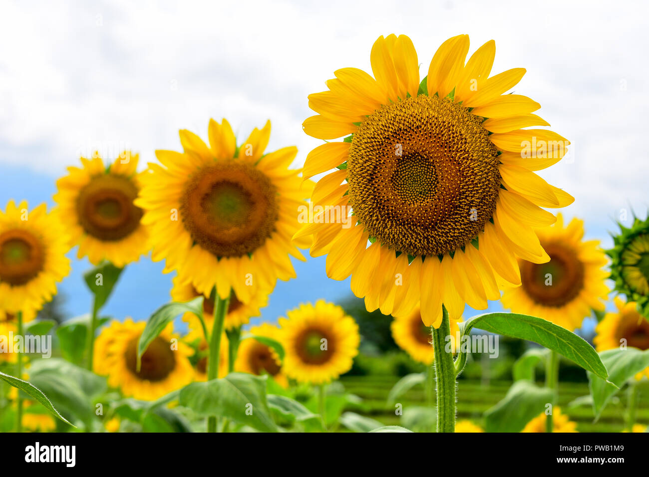 fibonacci in a sunflower Stock Photo - Alamy