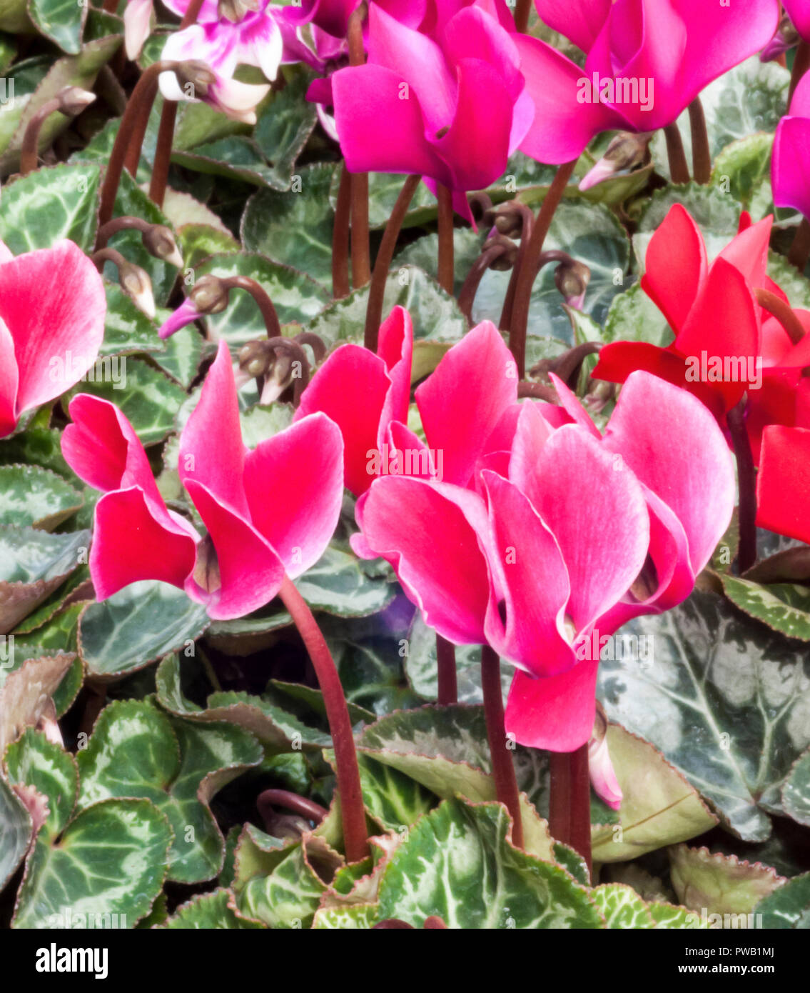 Cyclamen coum in various colours Stock Photo - Alamy