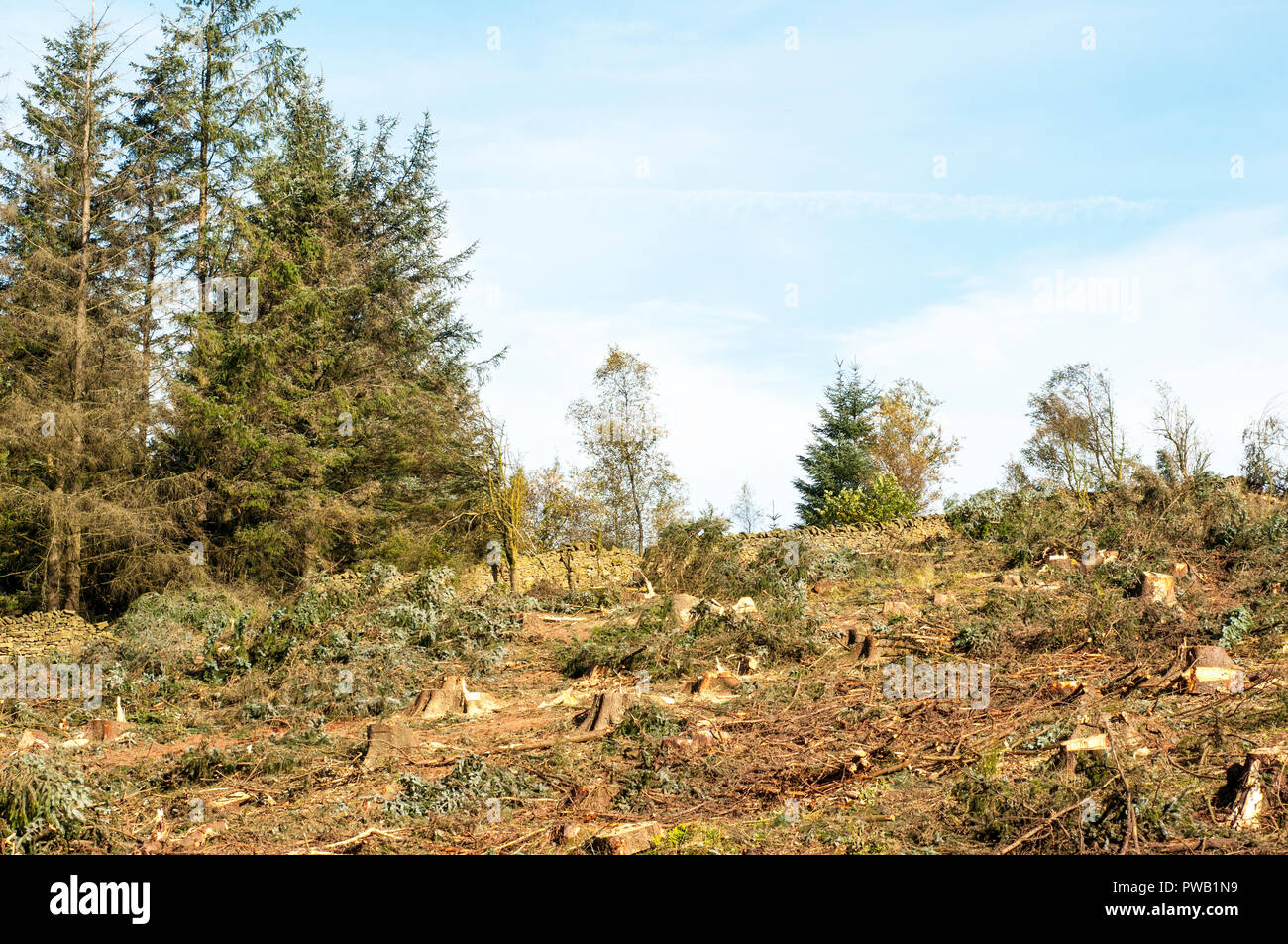 Dangerous trees hi-res stock photography and images - Alamy
