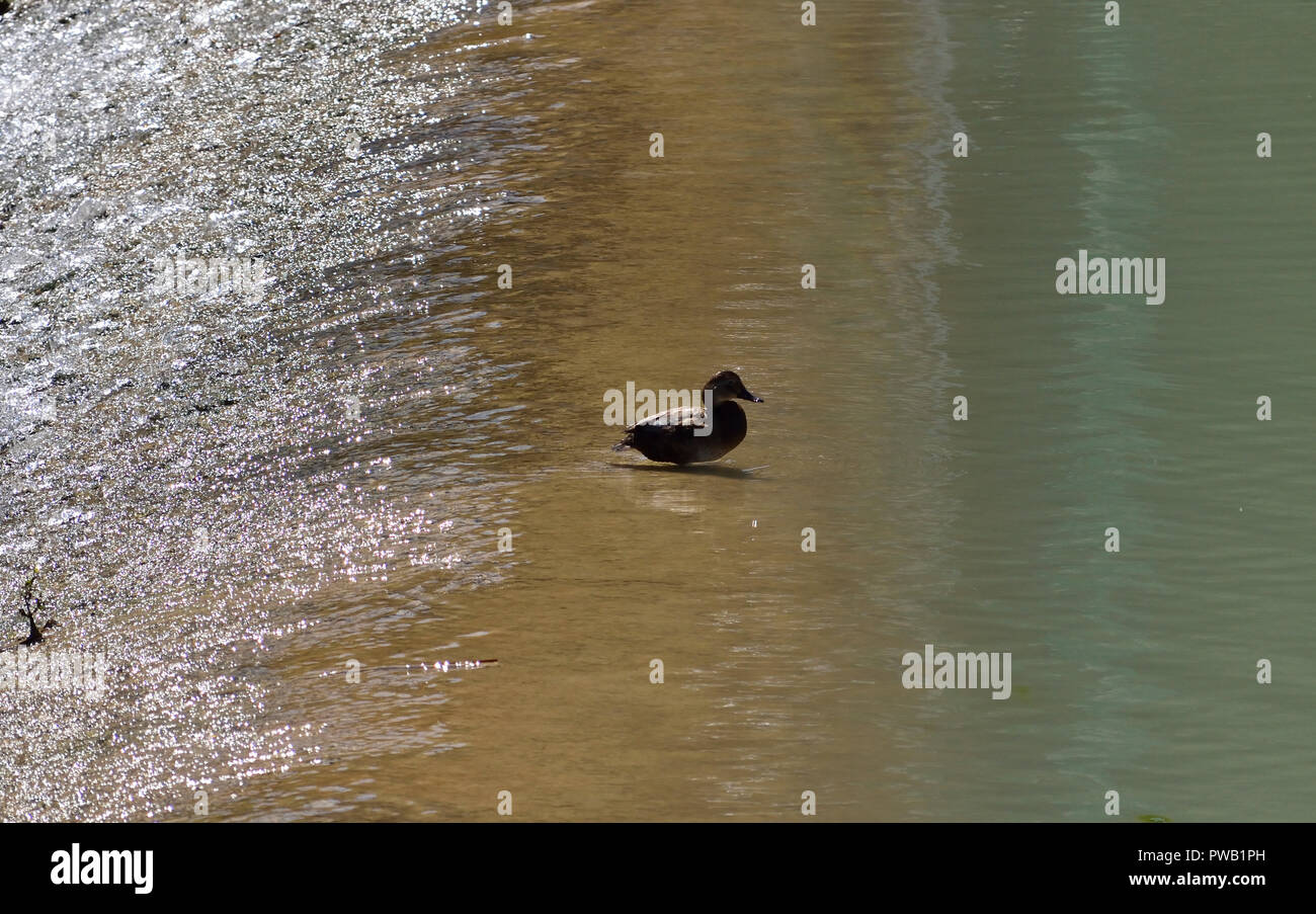 duck in a waterfall Stock Photo - Alamy