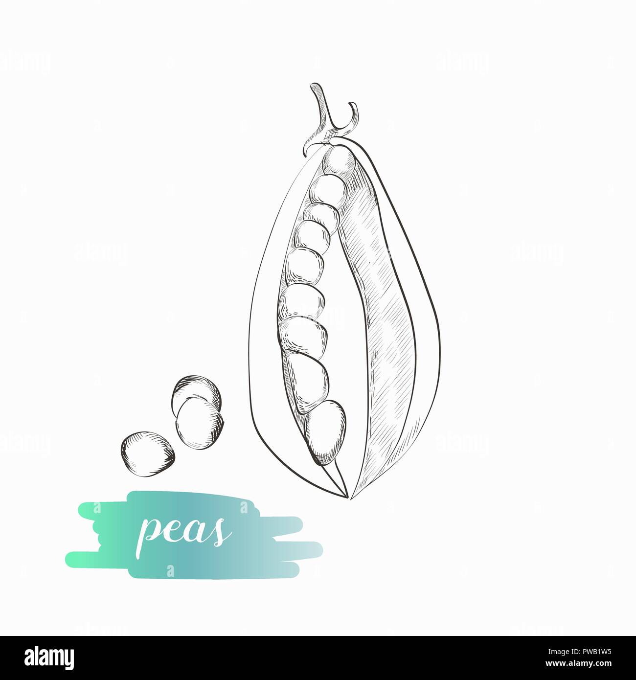 Peas hand drawn sketch isolated on white background. Pea pods vector ...