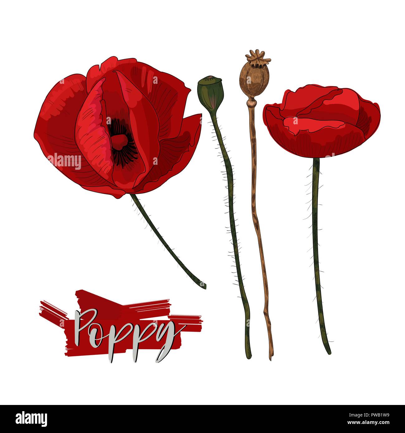 Red poppy flowers and seed heads isolated on white background. Poppy ...