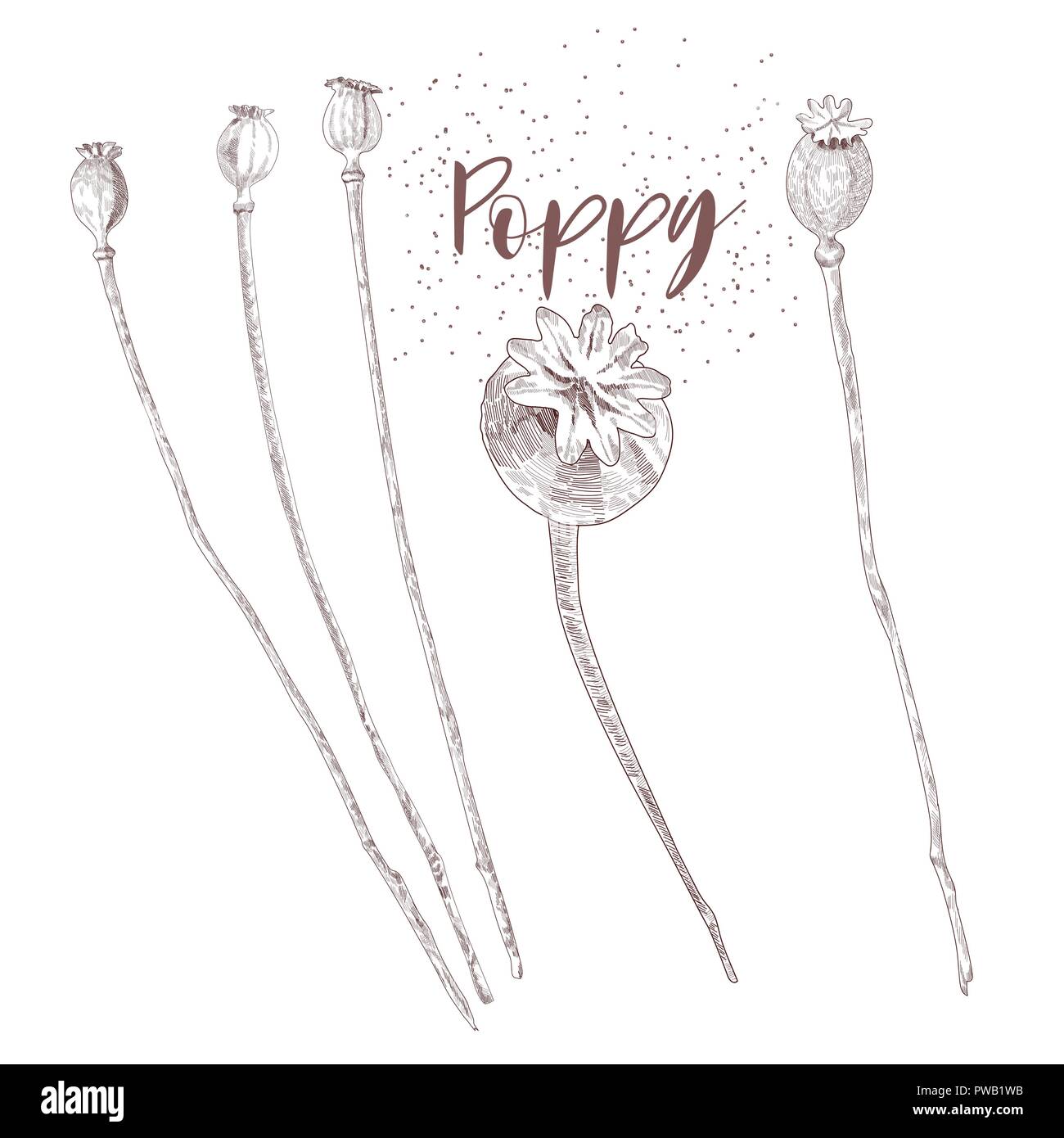 Poppy heads and lettering isolated on white background. Poppy heads ...