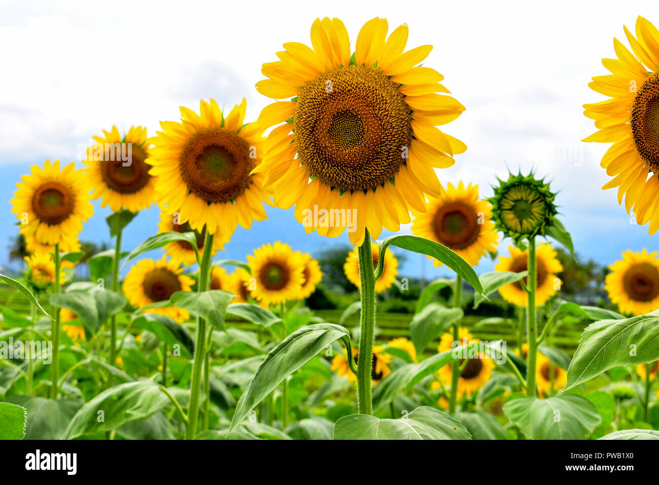 Autumn Beauty Sunflower Stock Photo - Alamy