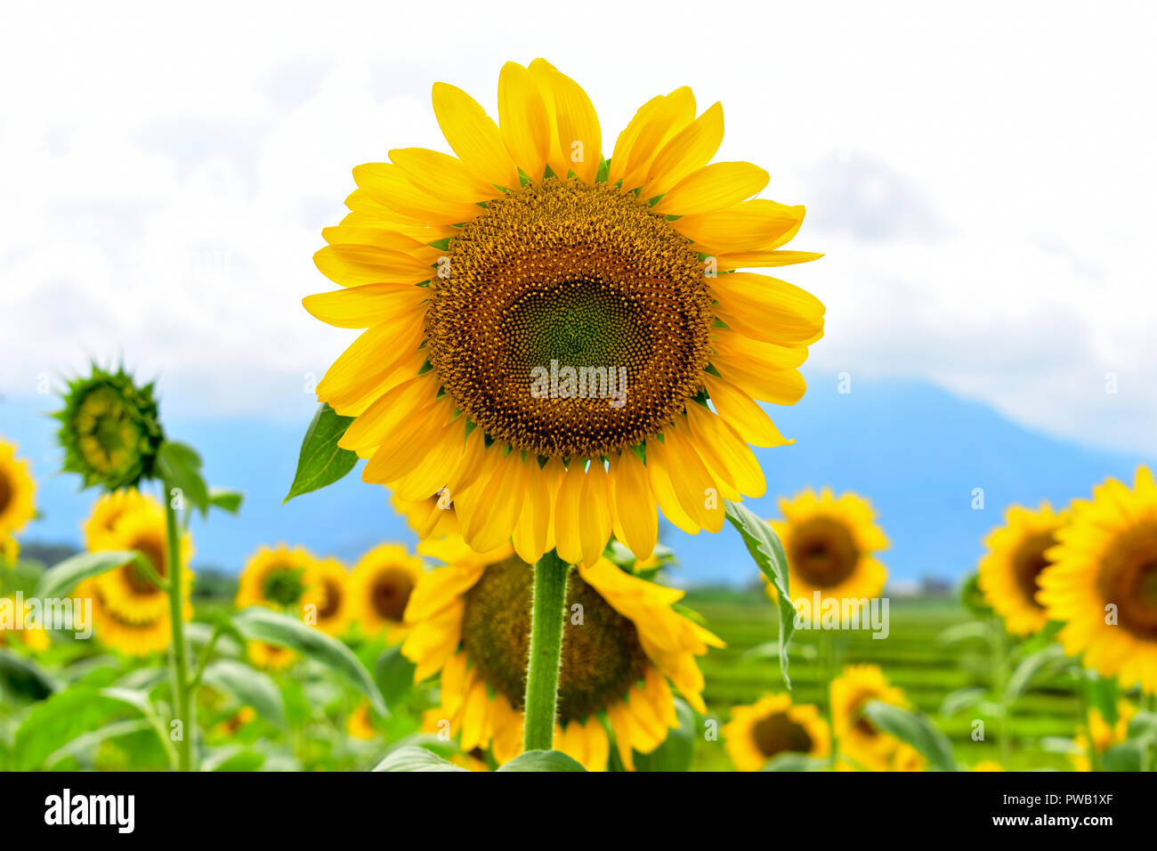 Sunflower sky backdrop Stock Photo - Alamy