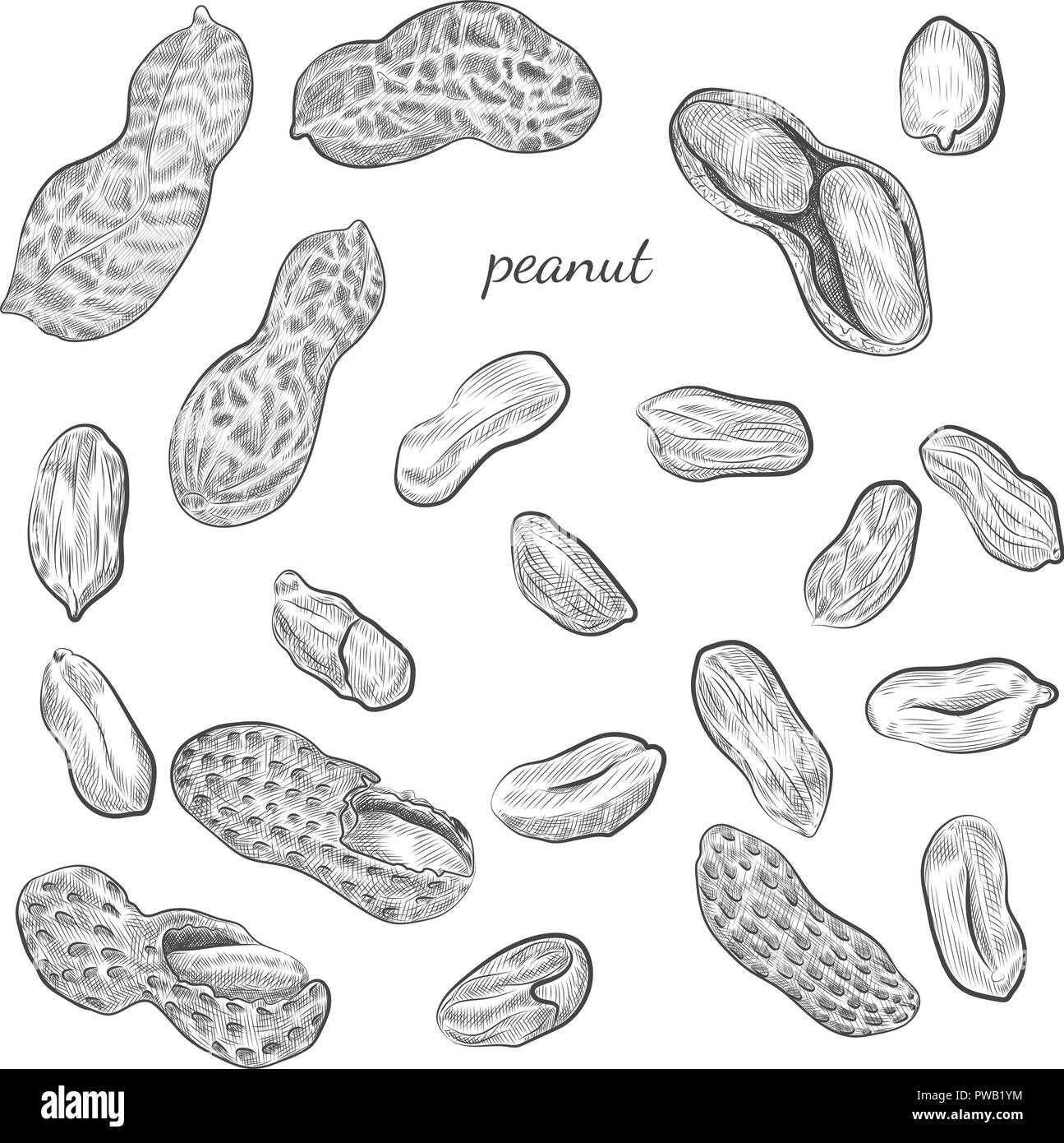 Peanut Shell Drawing
