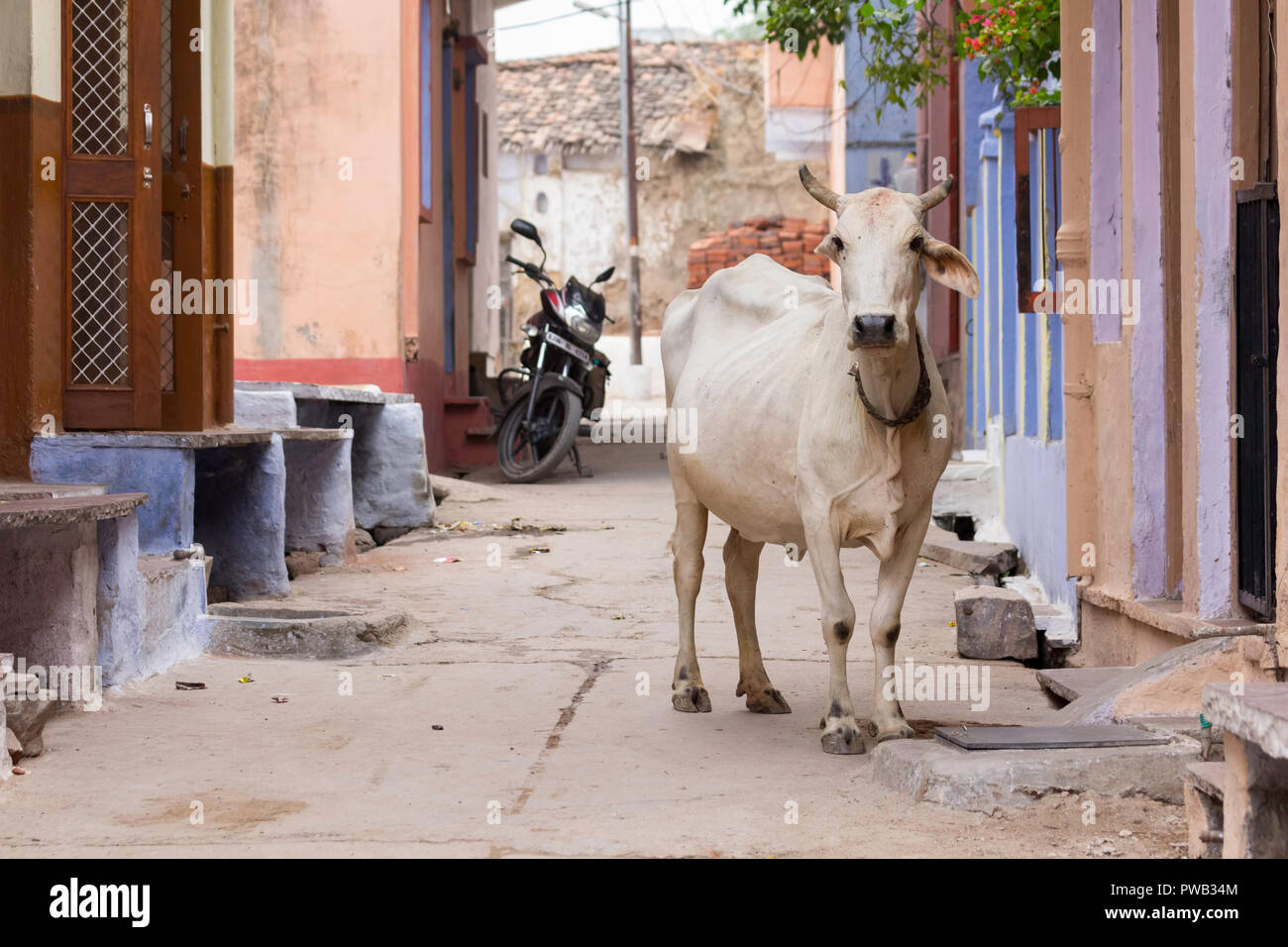 Indian cow in house hi-res stock photography and images - Alamy