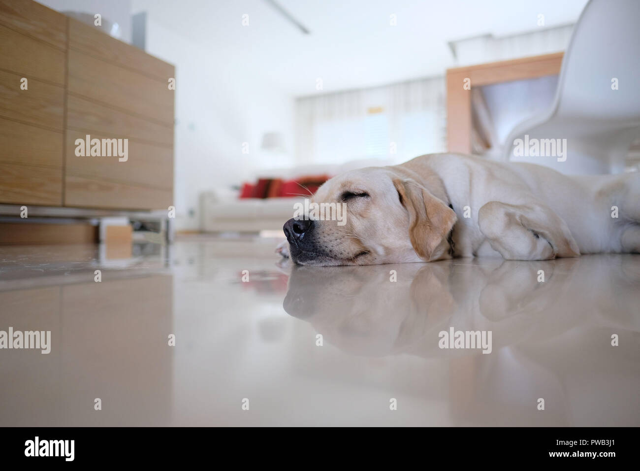 Sleeping yellow labrador retriever hi-res stock photography and images ...