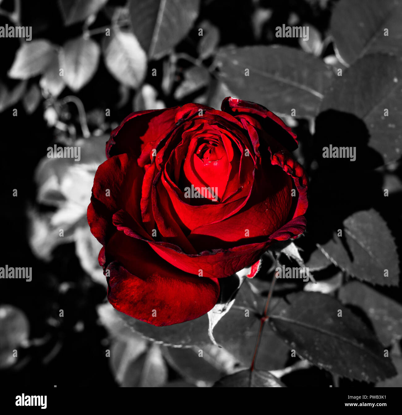 White rose county hi-res stock photography and images - Alamy