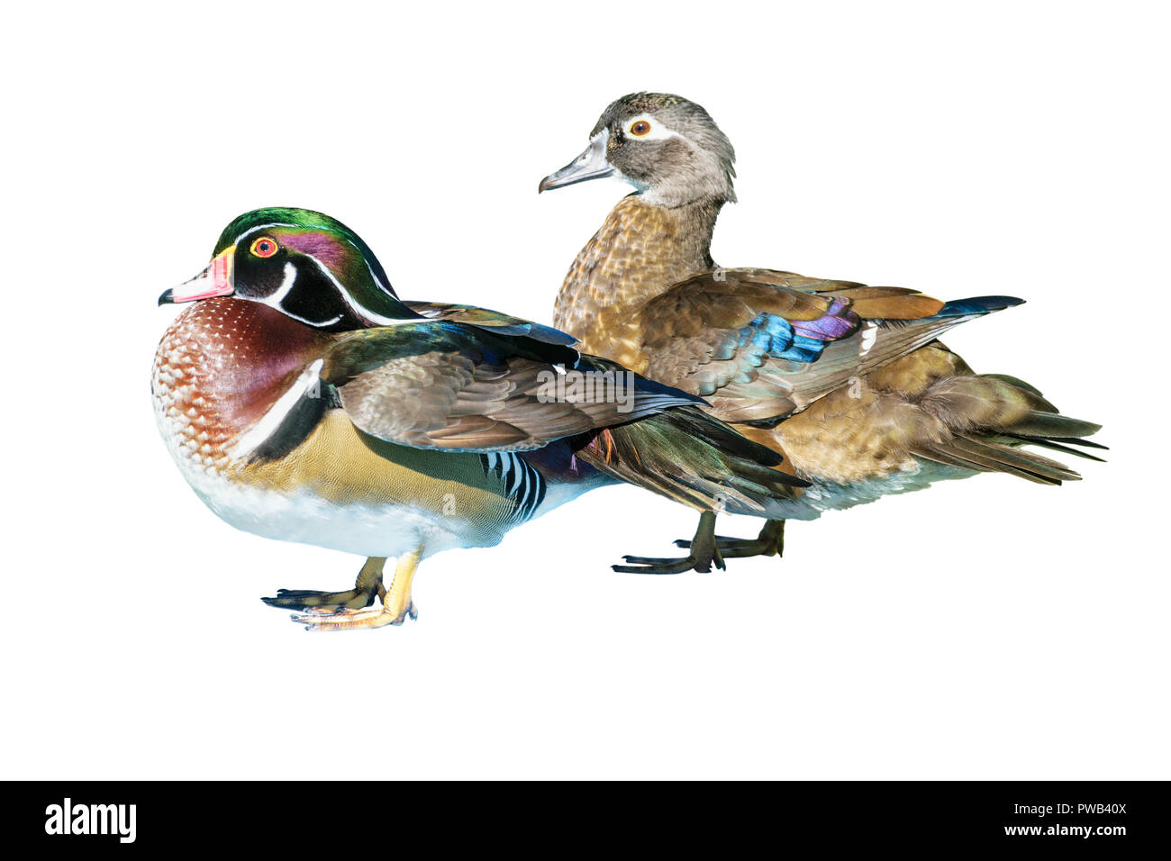 Male Wood Duck and female or Carolina Duck (Aix sponsa), Wild duck was ...
