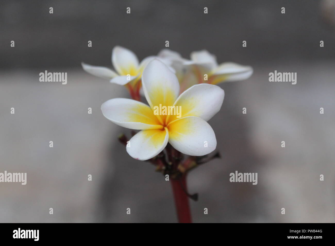 the beauty of frangipani flowers in Bali is the most important aspect ...