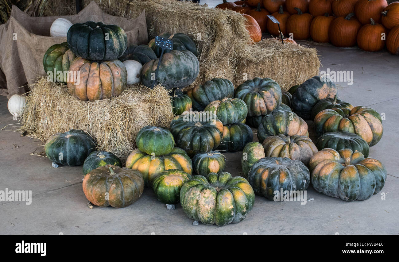 Orange and green pumpkin hi-res stock photography and images - Alamy