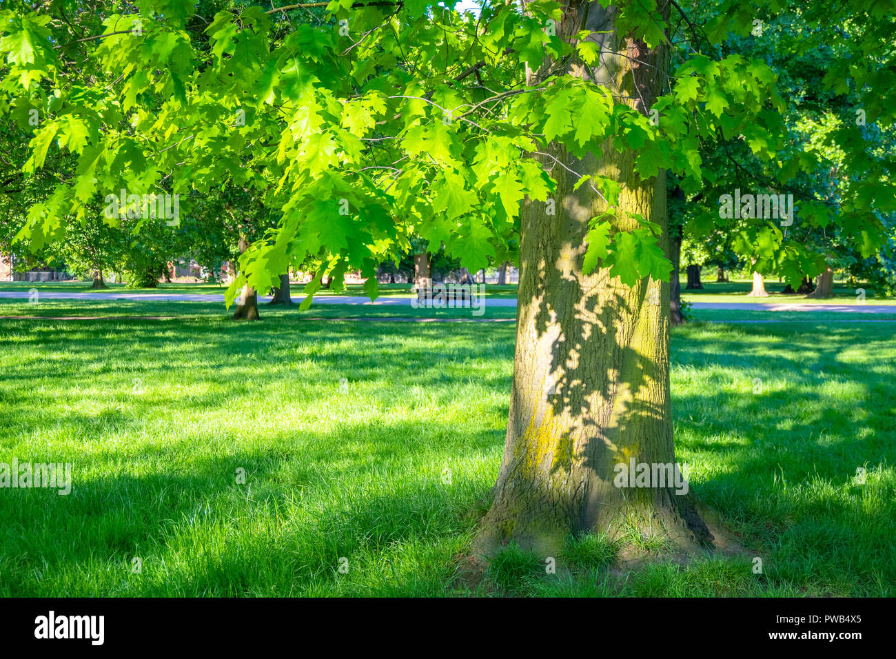 Beautiful nature at Kensington Gardens in London, UK Stock Photo - Alamy