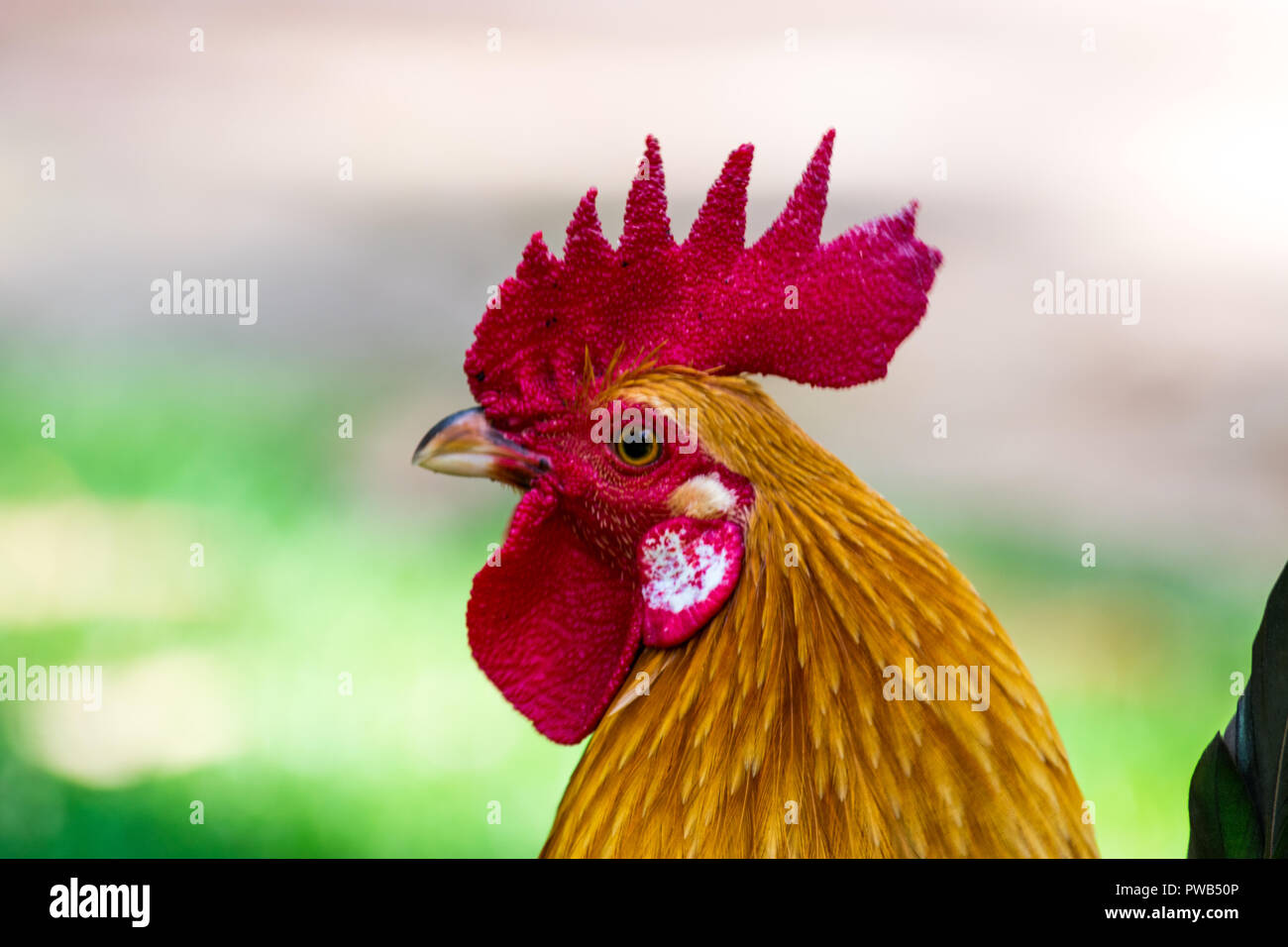 A close up of a roosters head, with bright orange feathers Stock Photo ...