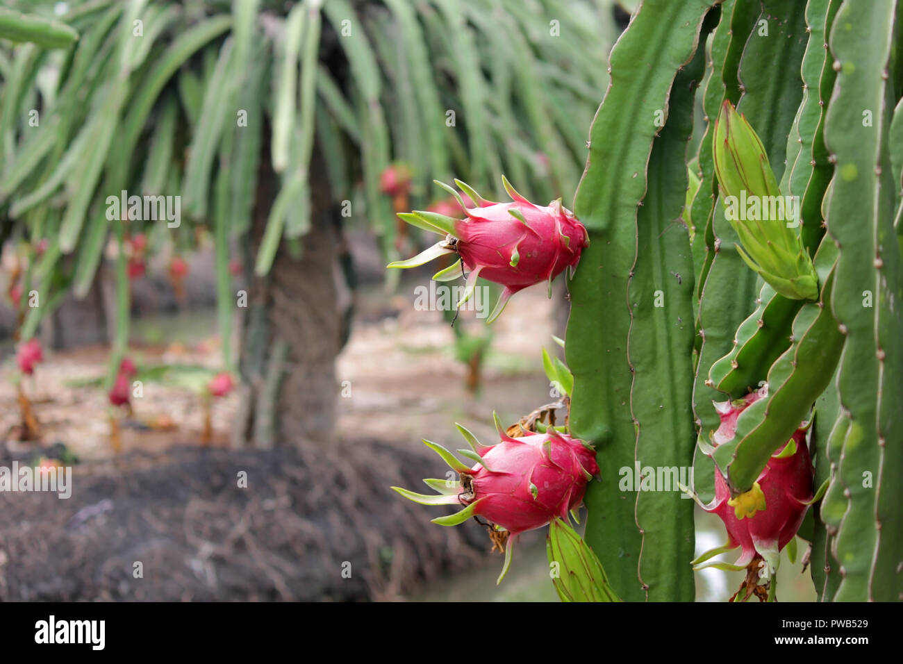 Dragon fruit on tree hi-res stock photography and images - Alamy