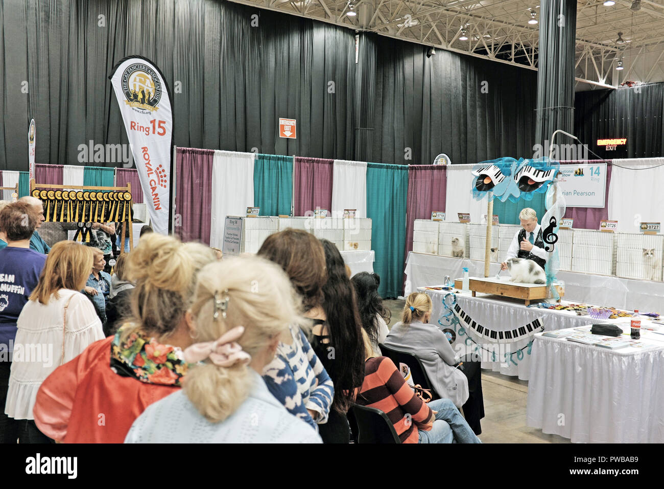 Cats crowd hi-res stock photography and images - Alamy