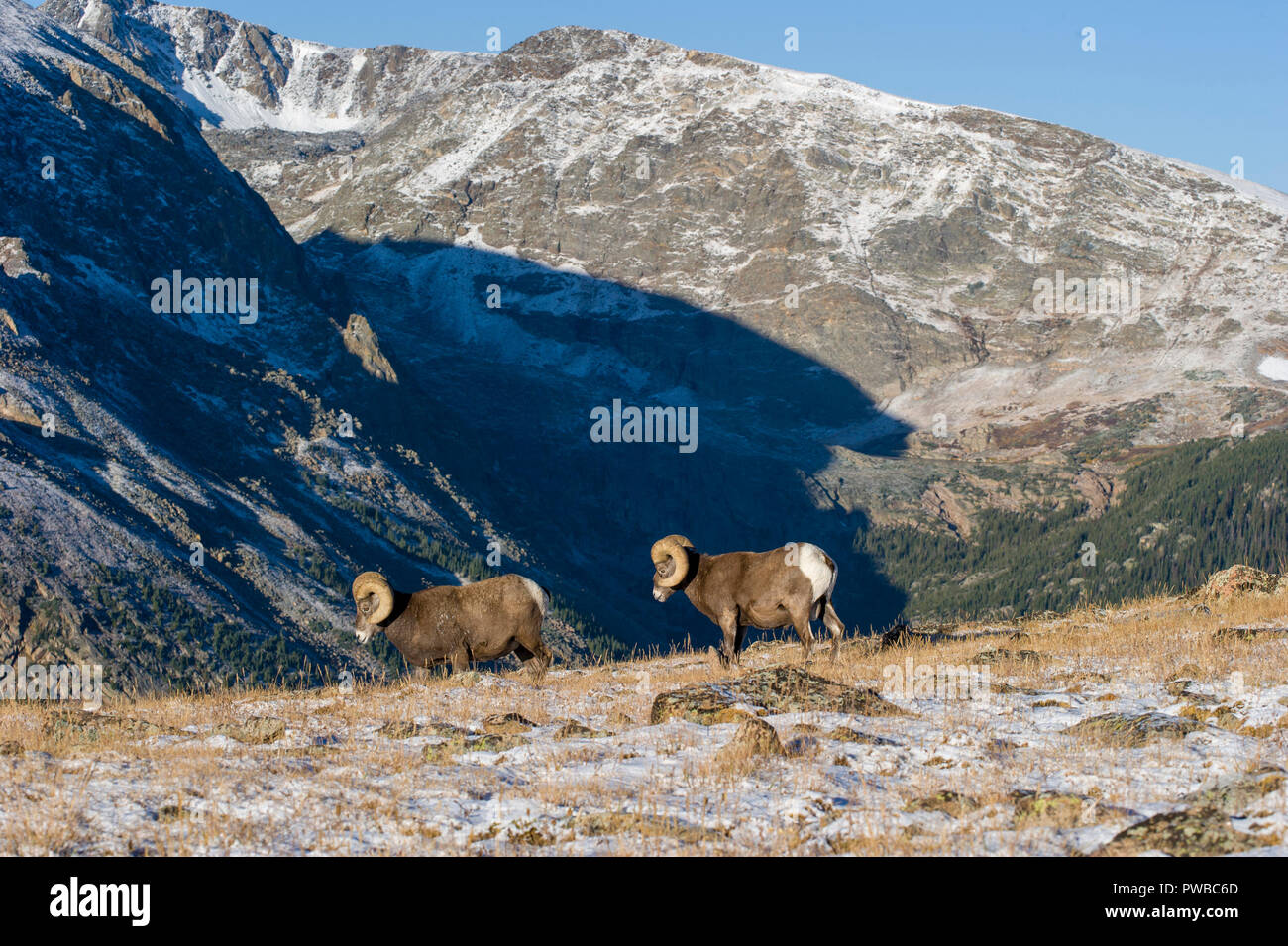 Oct 10, 2018: Bighorn Sheep rams feed in the early morning sunlight ...