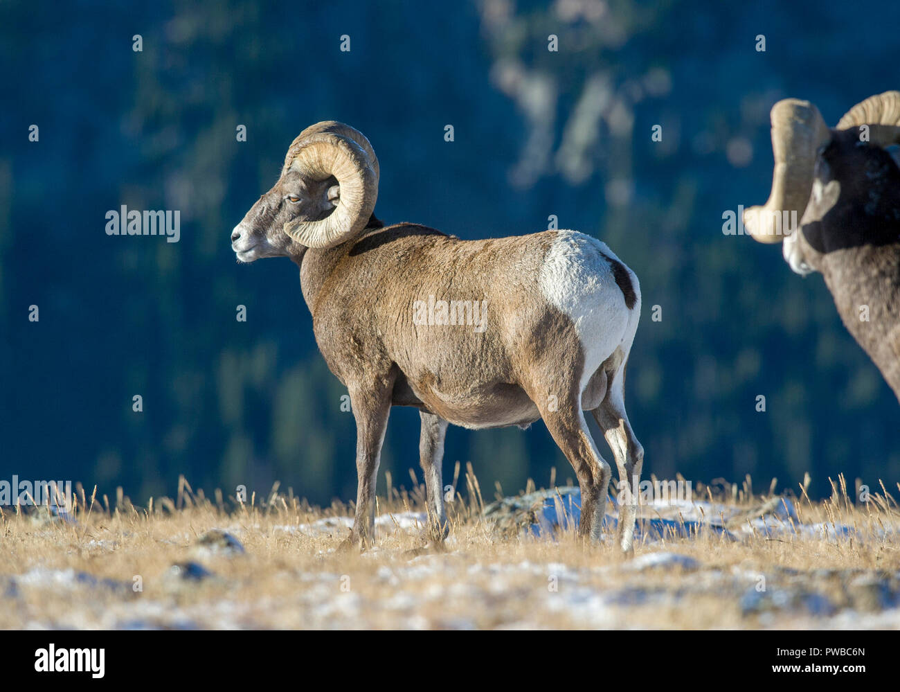 Oct 10, 2018: Bighorn Sheep rams feed in the early morning sunlight ...