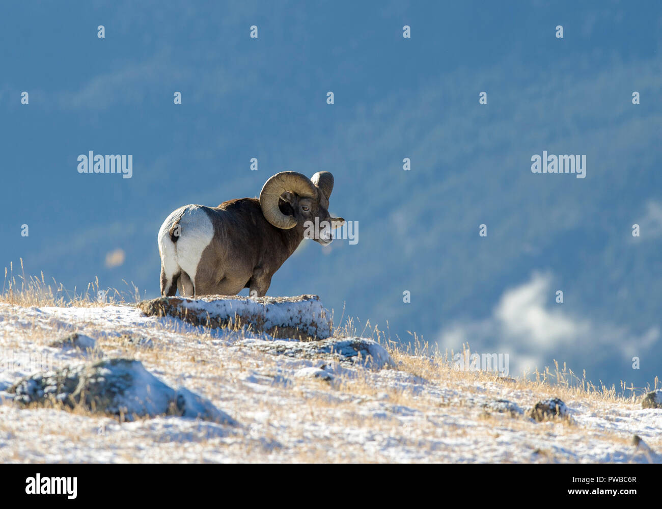 Oct 10, 2018: Bighorn Sheep rams feed in the early morning sunlight ...