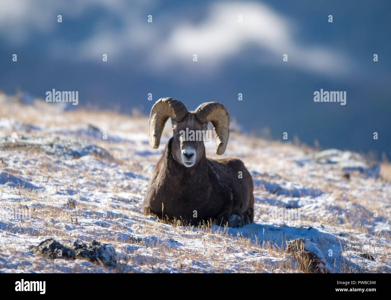 Oct 10, 2018: Bighorn Sheep rams feed in the early morning sunlight ...