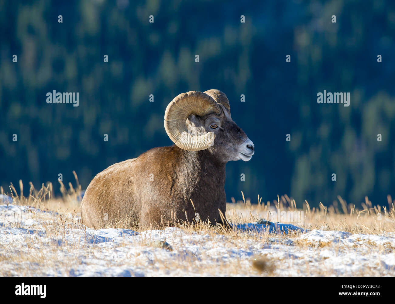 Oct 10, 2018: Bighorn Sheep rams feed in the early morning sunlight ...