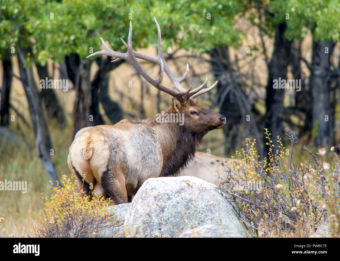 Oct 10, 2018: A bull elk during their annual mating season inside of ...