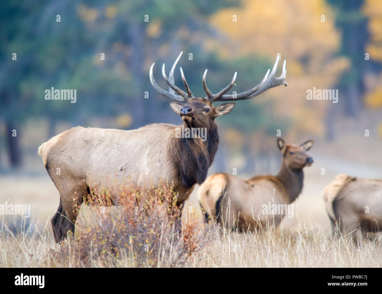 Oct 10, 2018: A bull elk during their annual mating season inside of ...