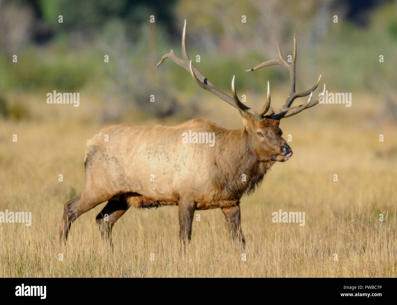 Oct 10, 2018: A bull elk during their annual mating season inside of ...