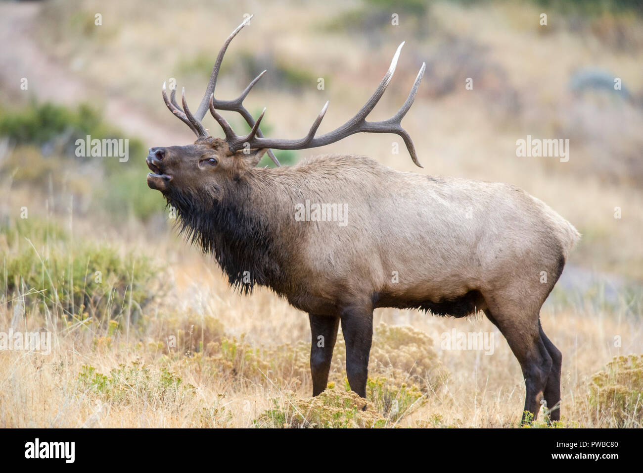 Oct 10, 2018: A bull elk during their annual mating season bugles ...