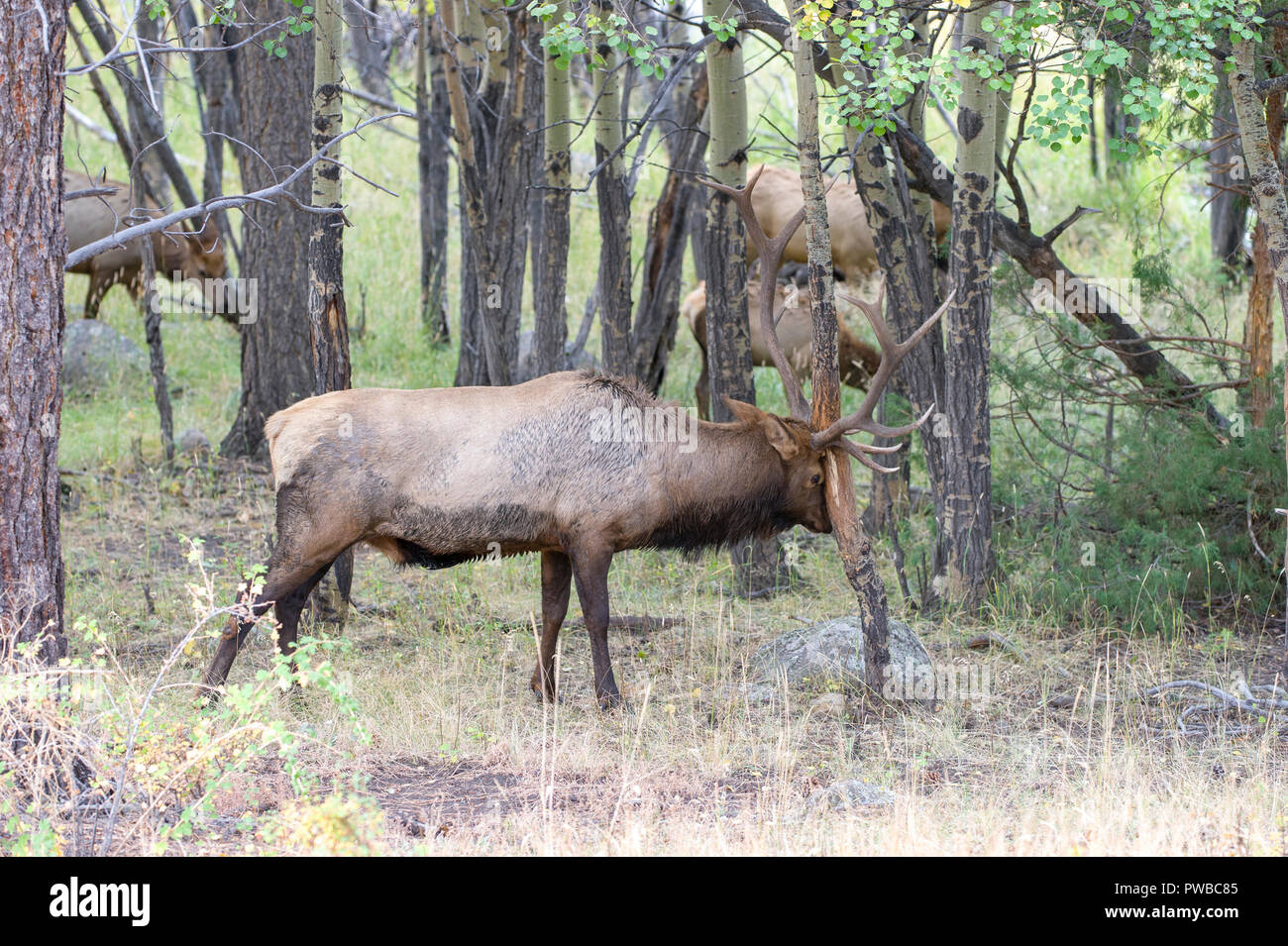 Mating displays hi-res stock photography and images - Alamy