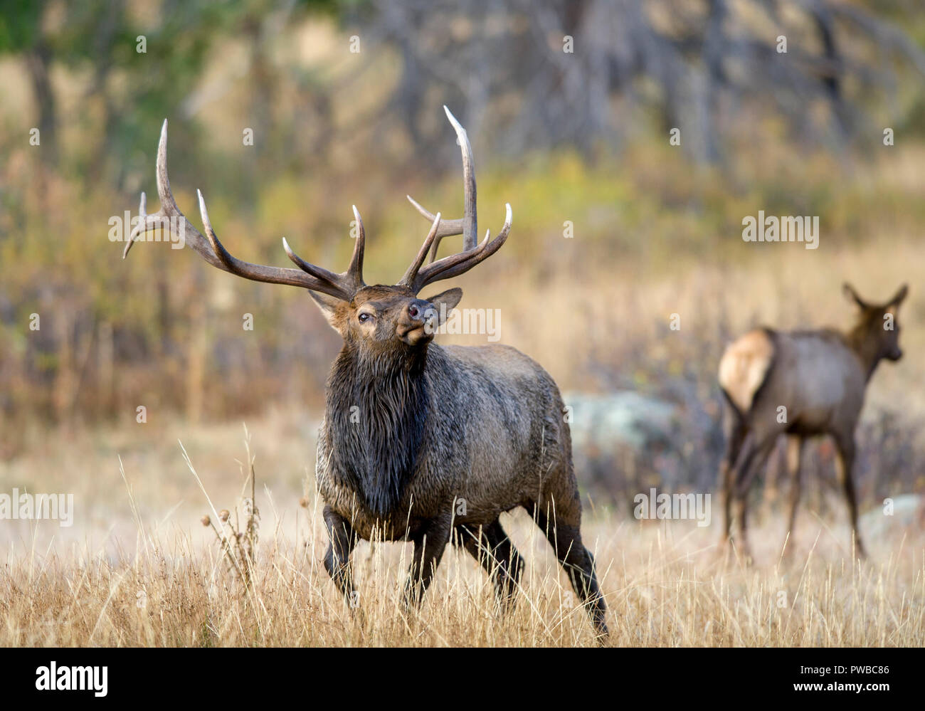 Estespark hi-res stock photography and images - Alamy
