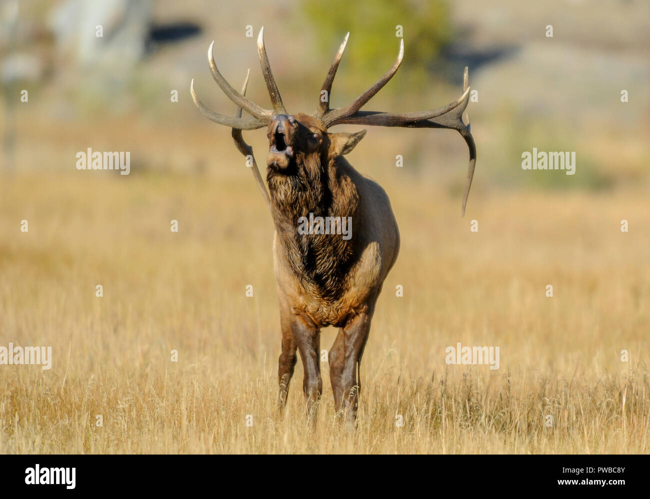 Oct 10, 2018: A bull elk during their annual mating season bugles ...