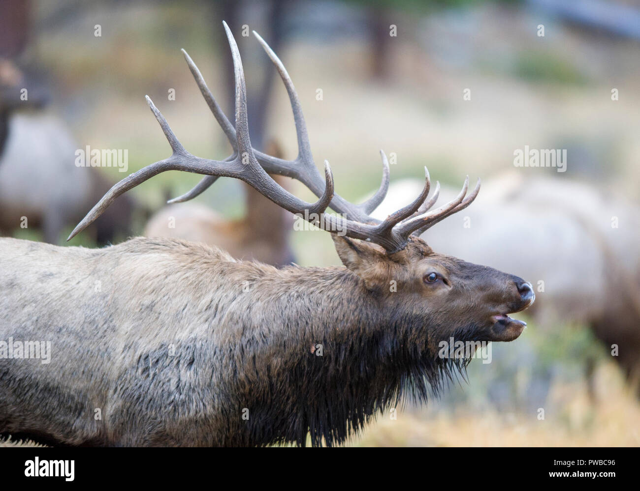 Oct 10, 2018: A bull elk during their annual mating season bugles ...